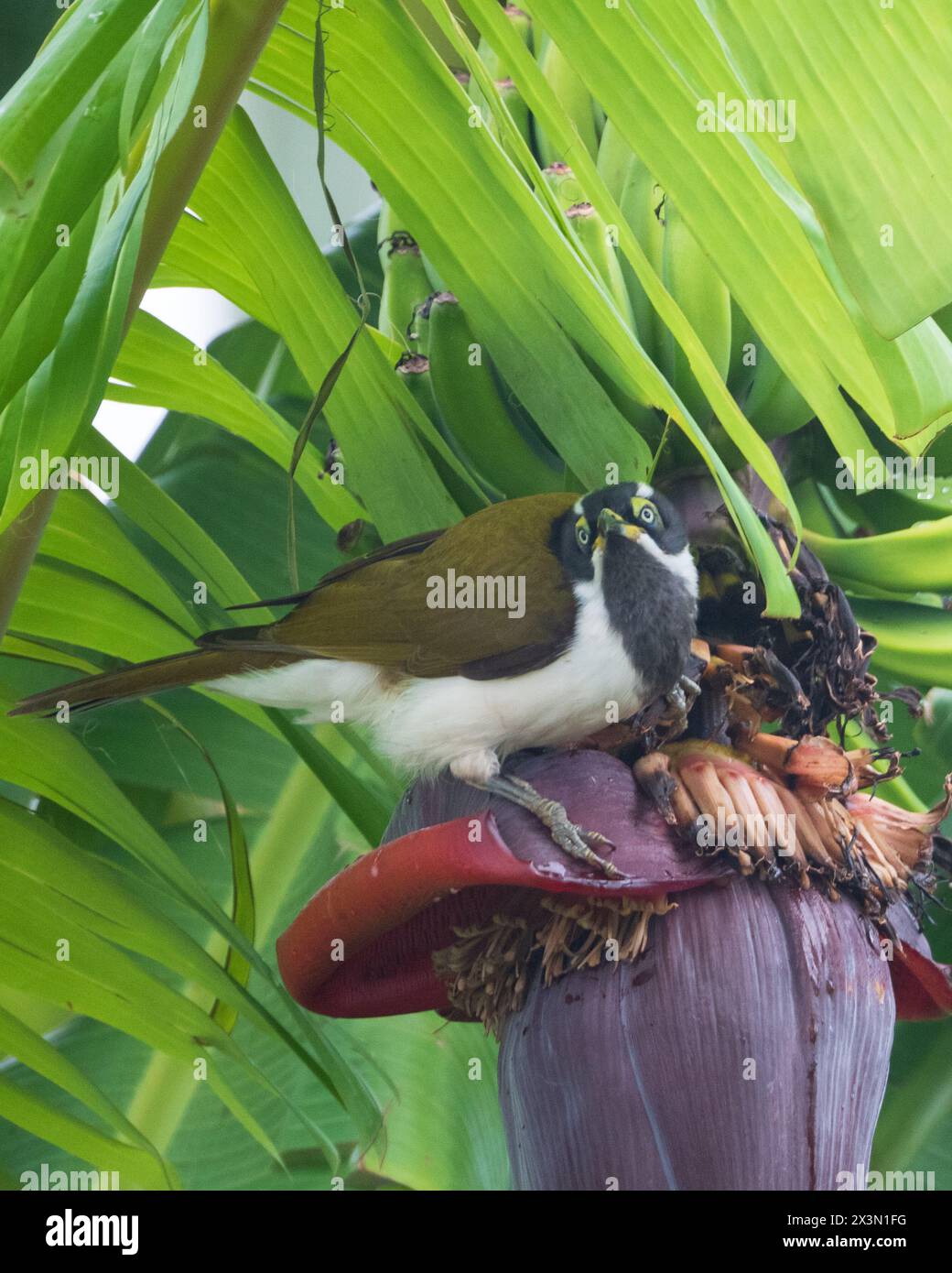 Banana-bird feeding on nectar from banana tree flowers, fruiting, green ...