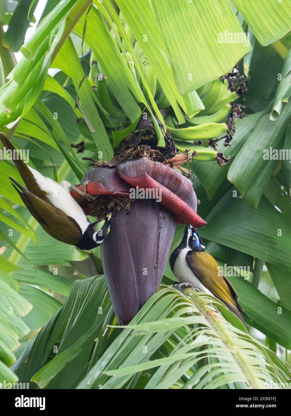 Banana-birds feeding on nectar from banana tree flowers, fruiting ...