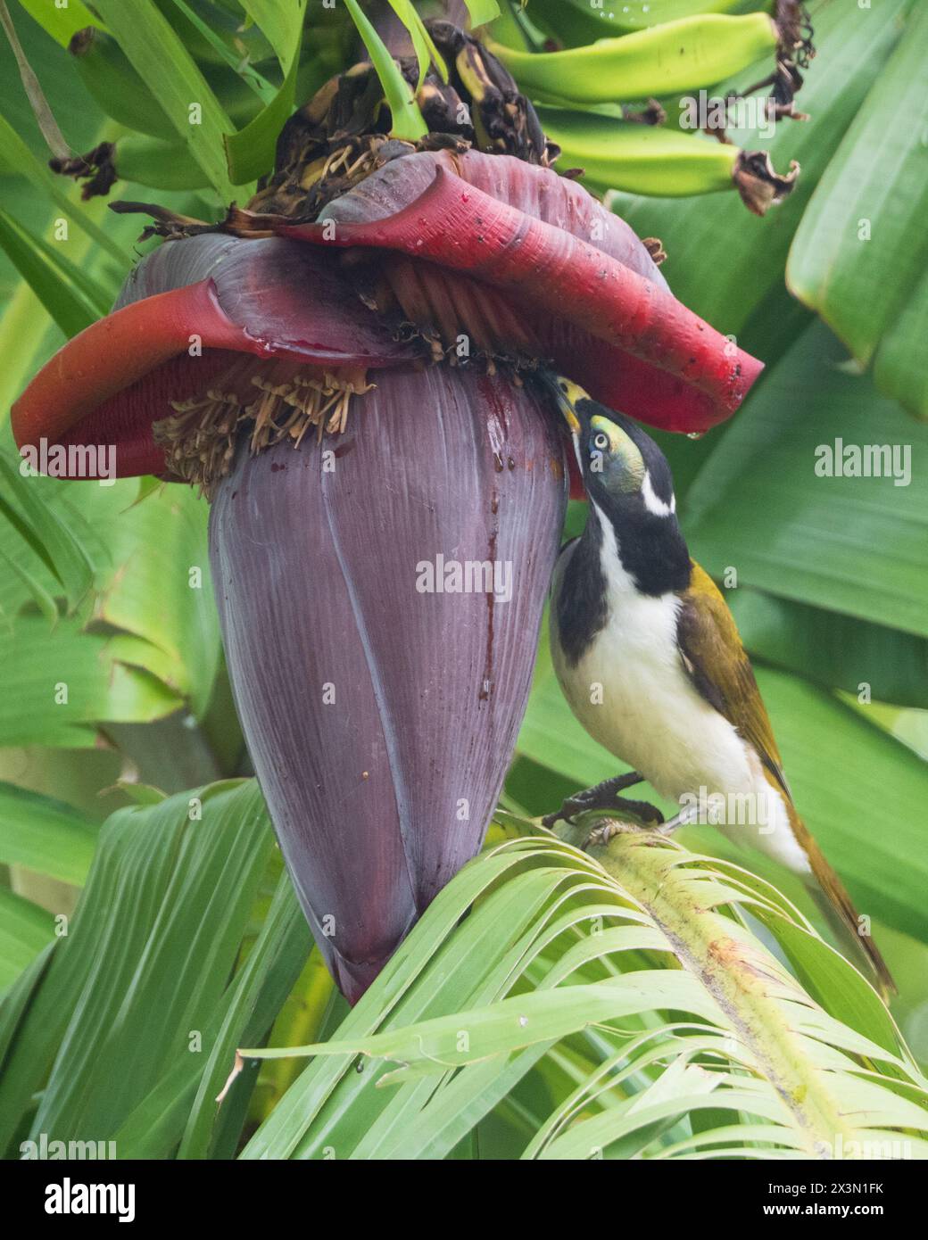 Banana-bird feeding on nectar from banana tree flowers, fruiting, green ...