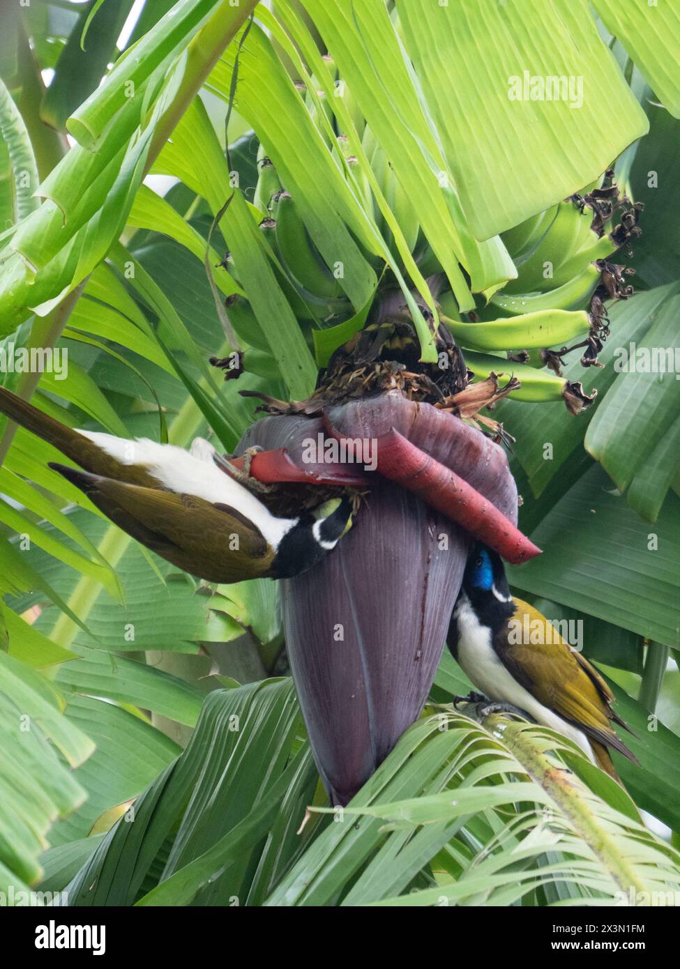 Banana-birds feeding on nectar from banana tree flowers, fruiting ...