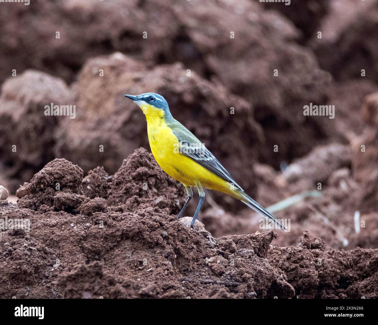 Western Yellow Wagtail (Motacilla flava) foraging in a ploughed field ...