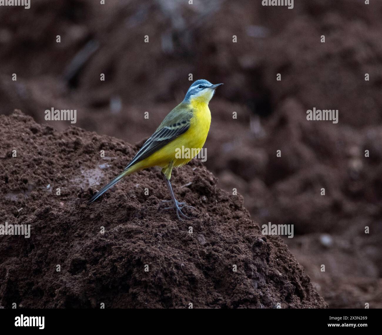 Western Yellow Wagtail (Motacilla flava) foraging in a ploughed field ...