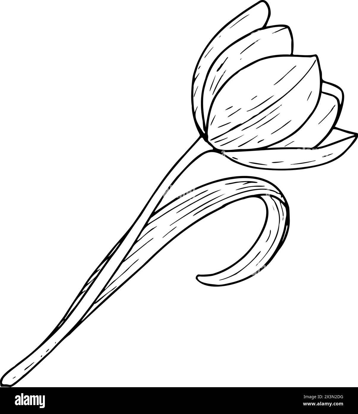 Open Tulip Flower Drawing