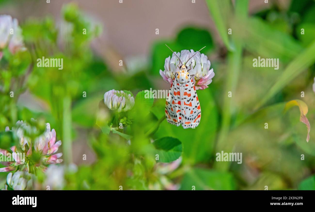 The red spotted moth (Utetheisa pulchella) is a moth belonging to the ...