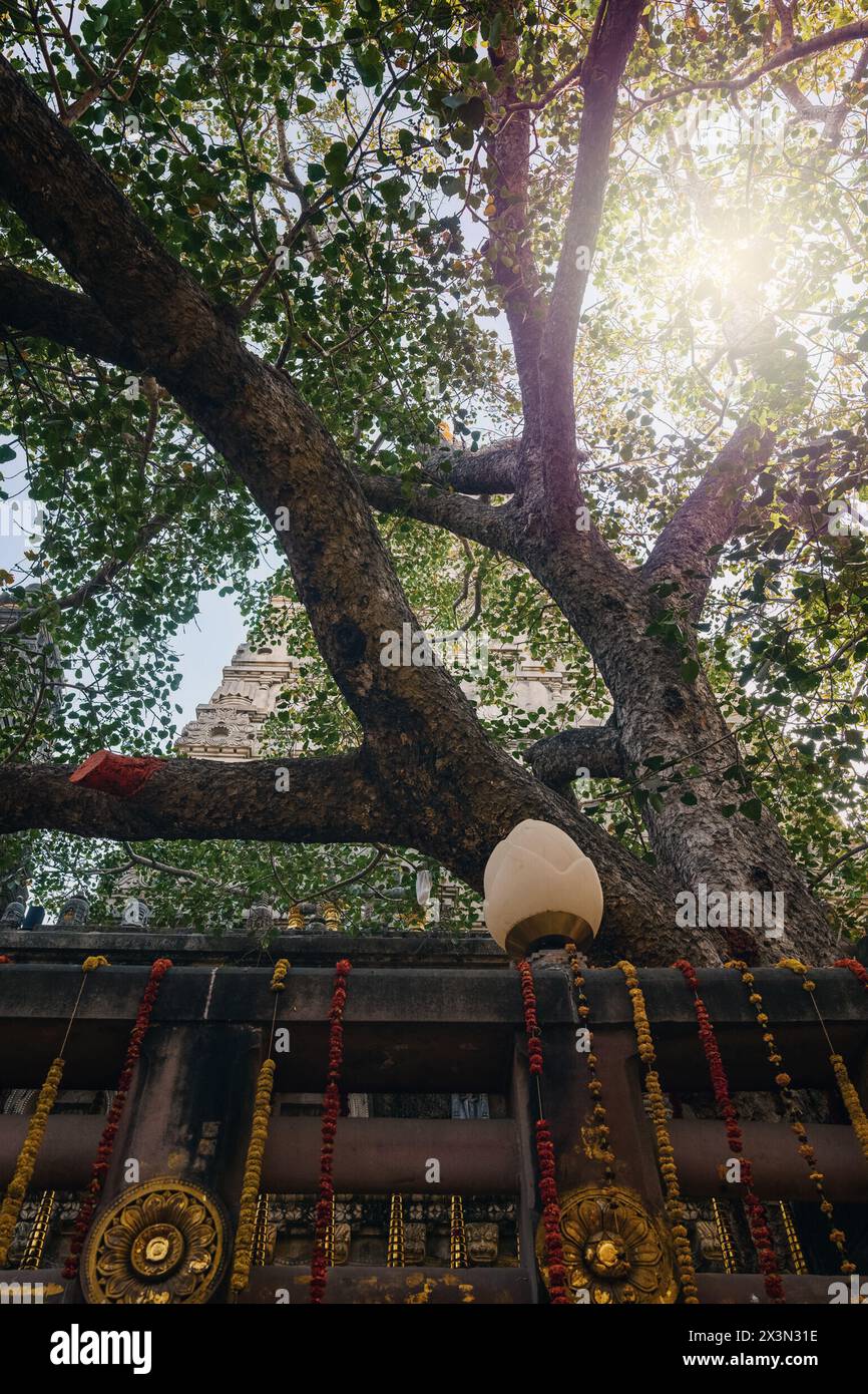 The tree under which the Buddha attained enlightenment in Bodhgaya. The ...