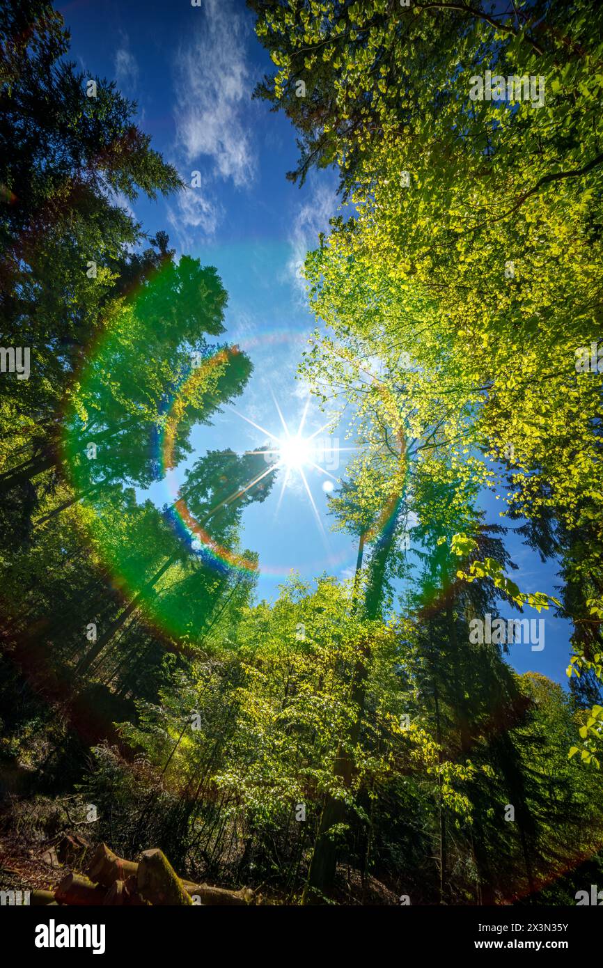 The sunlight filters through the canopy of trees in the forest ...