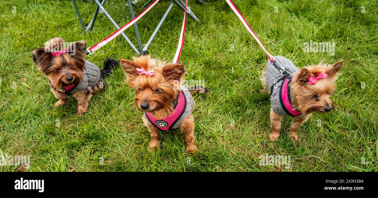 27th April 2024:: Overton Point to Point Racing Family Day at Overton ...