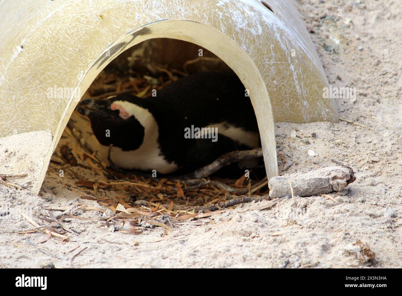 Jackass penguins (Spheniscus demersus) inside artificial nest boxes ...
