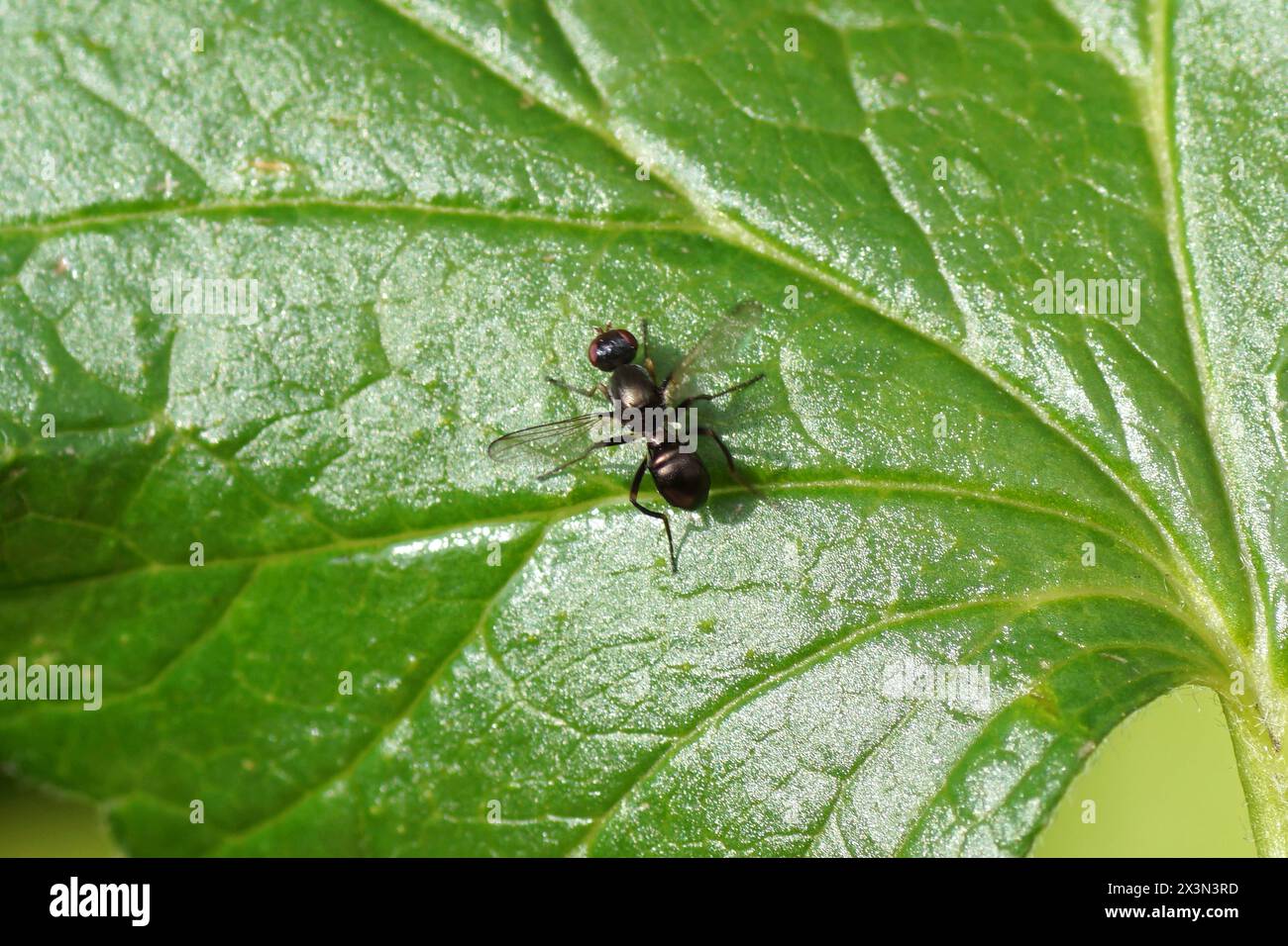 Small black fly Nemopoda nitidula. Family Black scavenger flies or ...