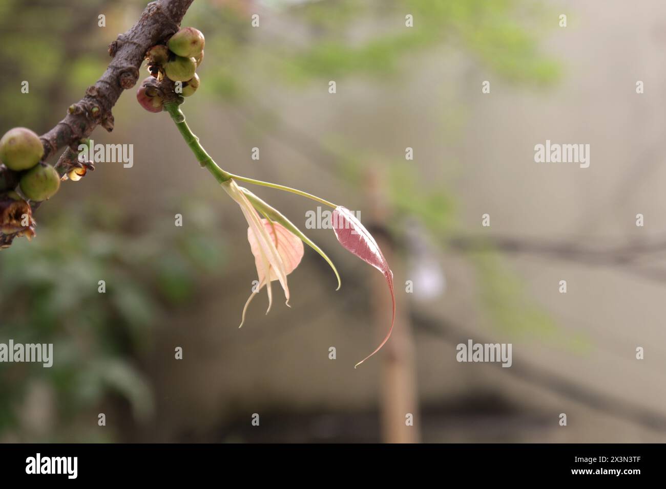 Young pink Bodhi leaves. Bodhi leaves on tree. Peepal Leaf from the ...