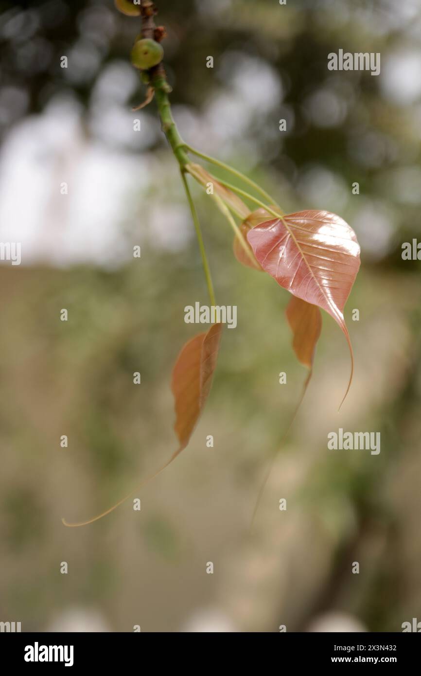 Young pink Bodhi leaves. Bodhi leaves on tree. Peepal Leaf from the ...