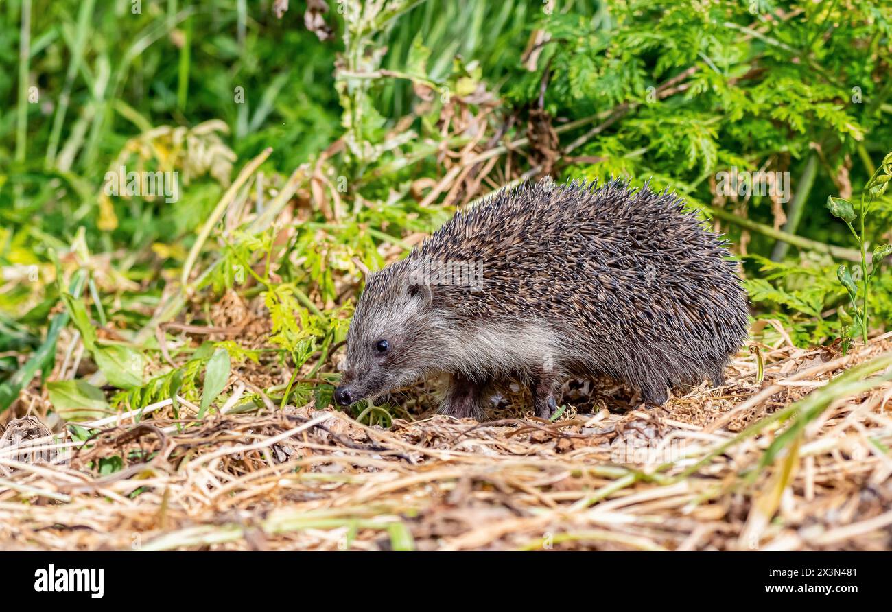 Southern White-breasted Hedgehog (Erinaceus concolor) is common in ...