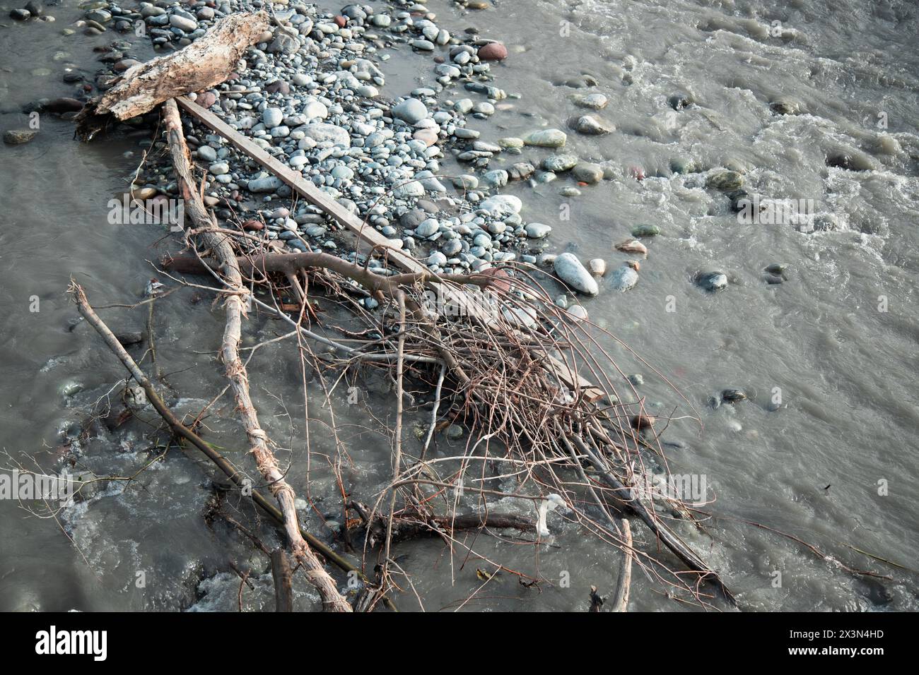River pollution, murky water concept . Many dry branches and trees in ...