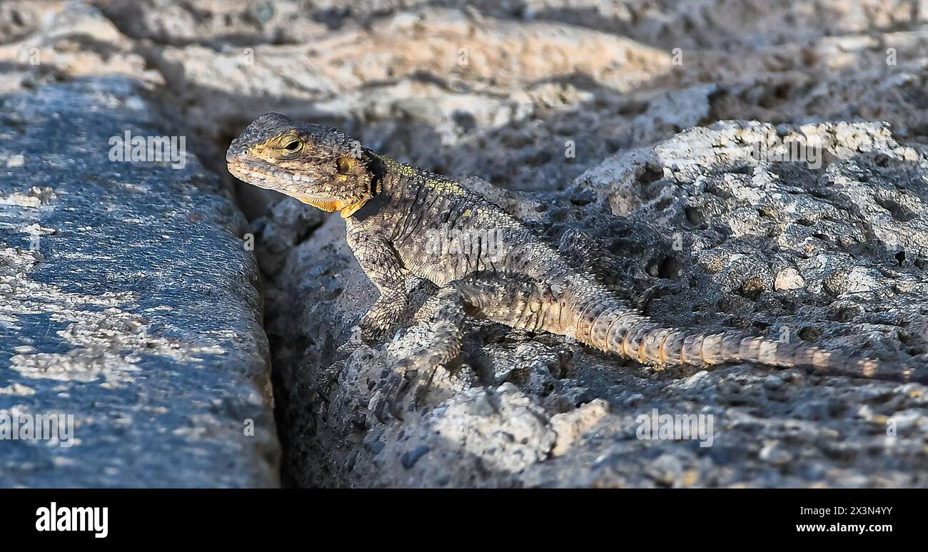 There are many Spiny lizards (Stellagama stellio) in the Hevsel gardens ...