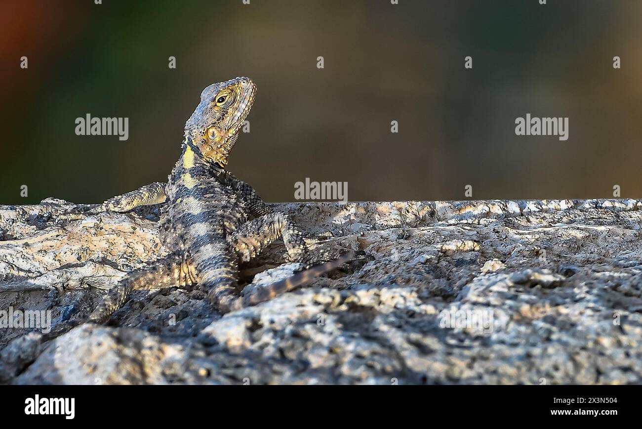 There are many Spiny lizards (Stellagama stellio) in the Hevsel gardens ...