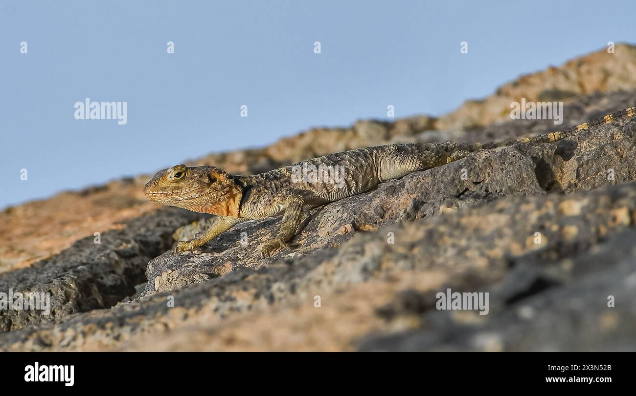 There are many Spiny lizards (Stellagama stellio) in the Hevsel gardens ...