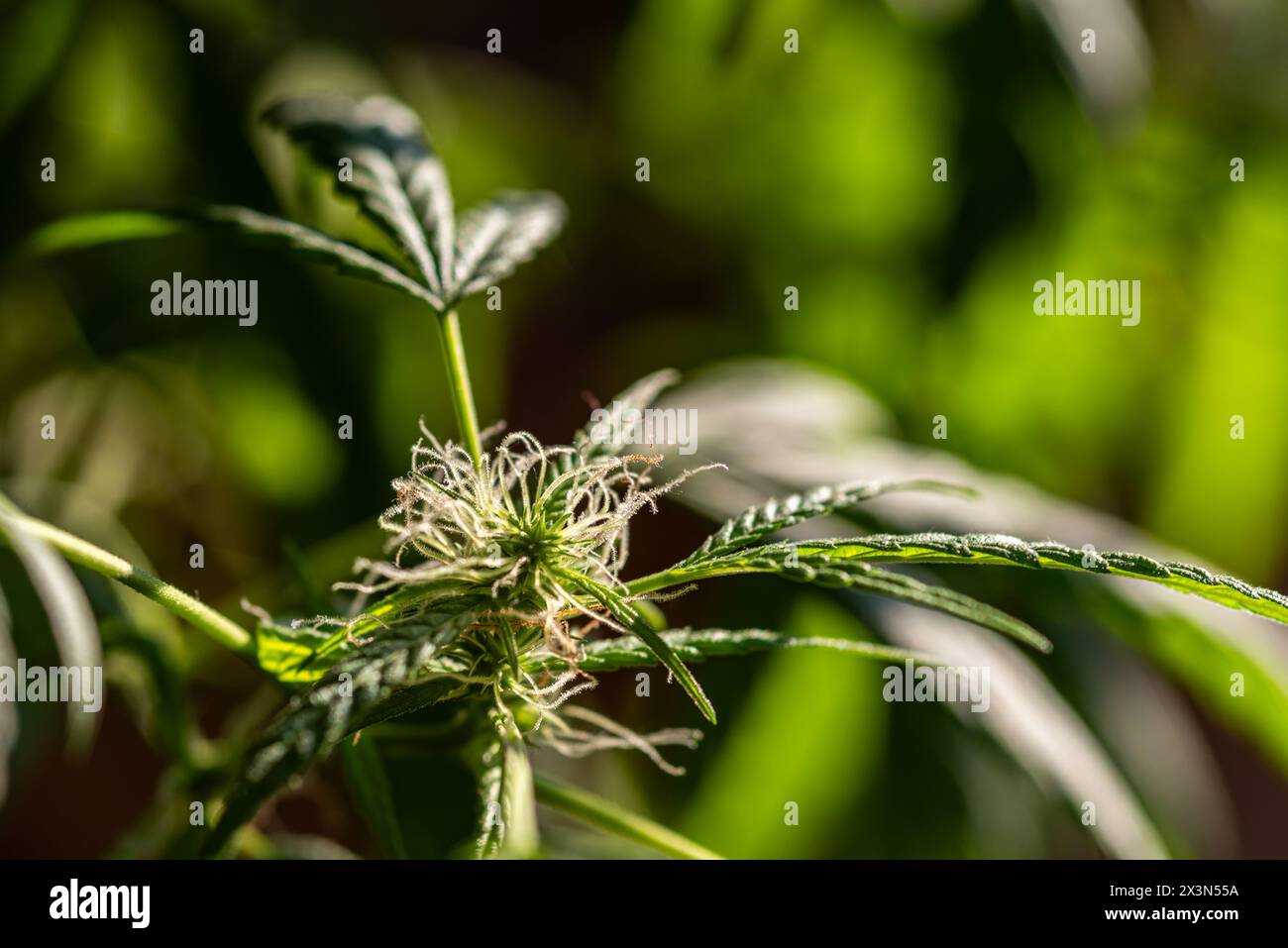Marijuana flower blooming medical hi-res stock photography and images ...