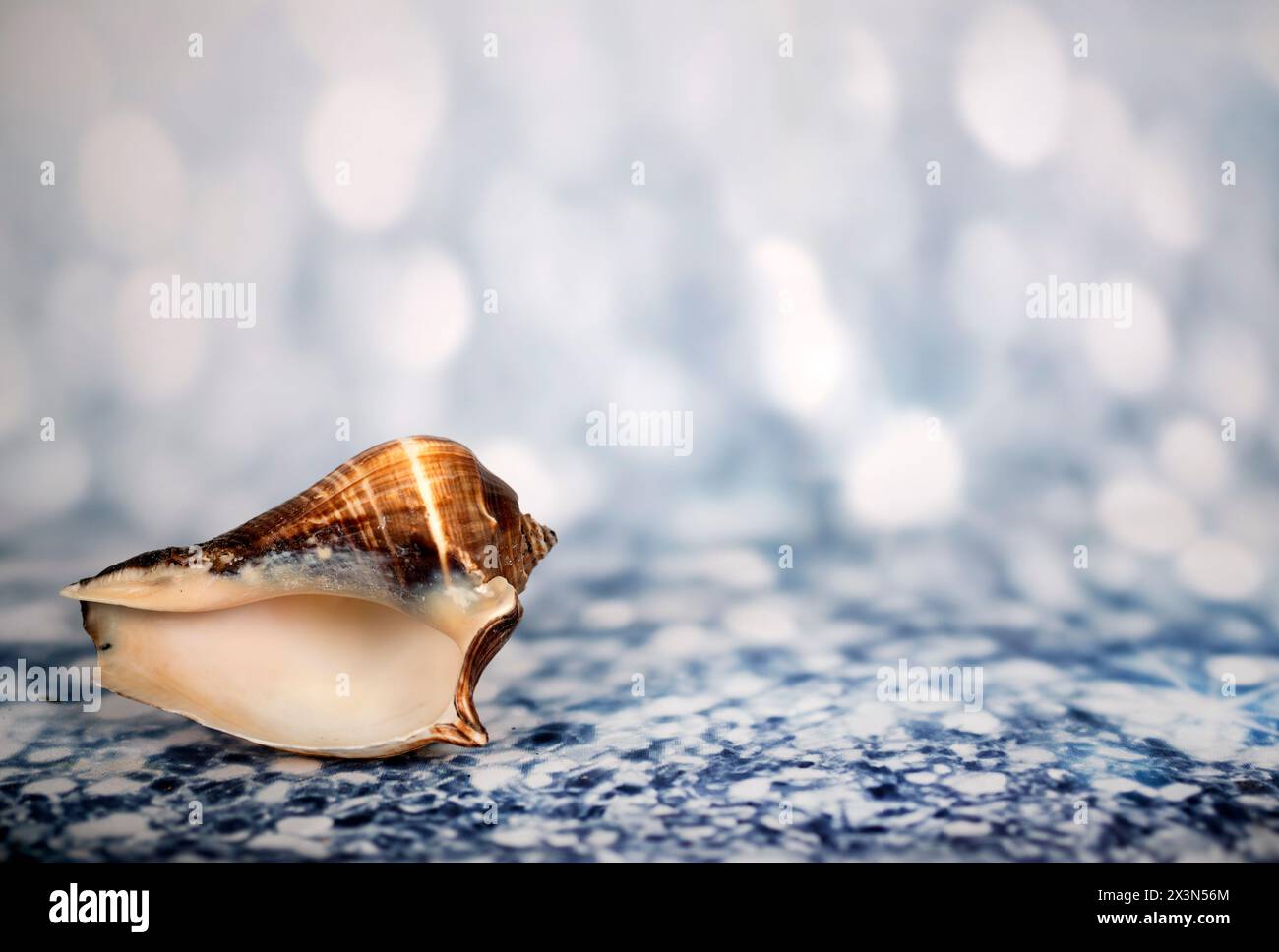 beautiful sheefish in front of blue background Stock Photo - Alamy