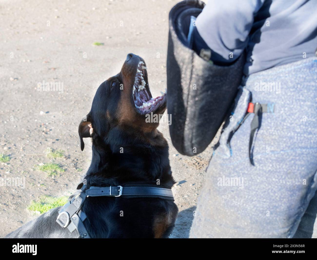 Rottweiler barking hi-res stock photography and images - Alamy