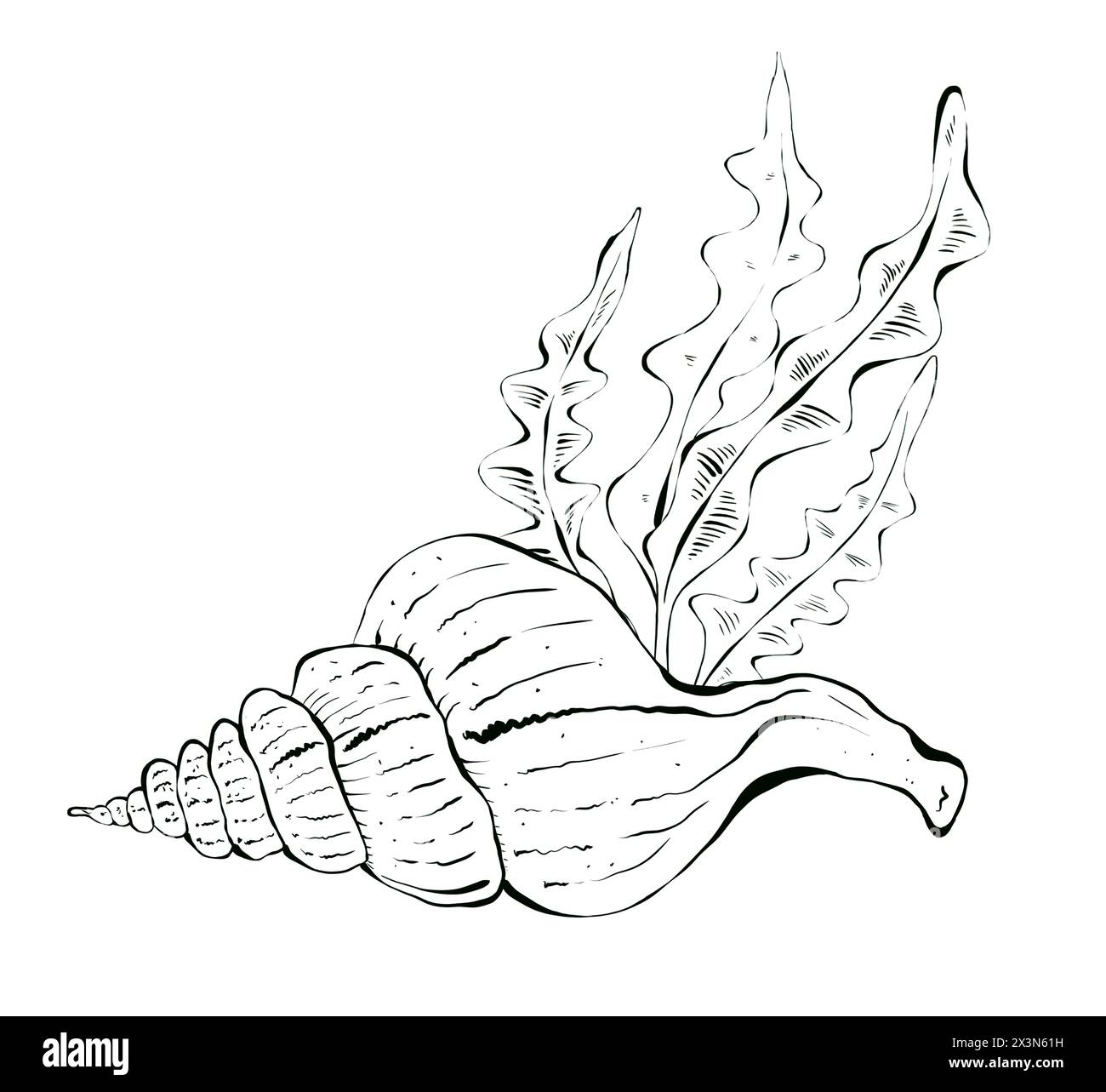 Seashells and seaweed bunch. Hand drawn illustration, graphic set ...