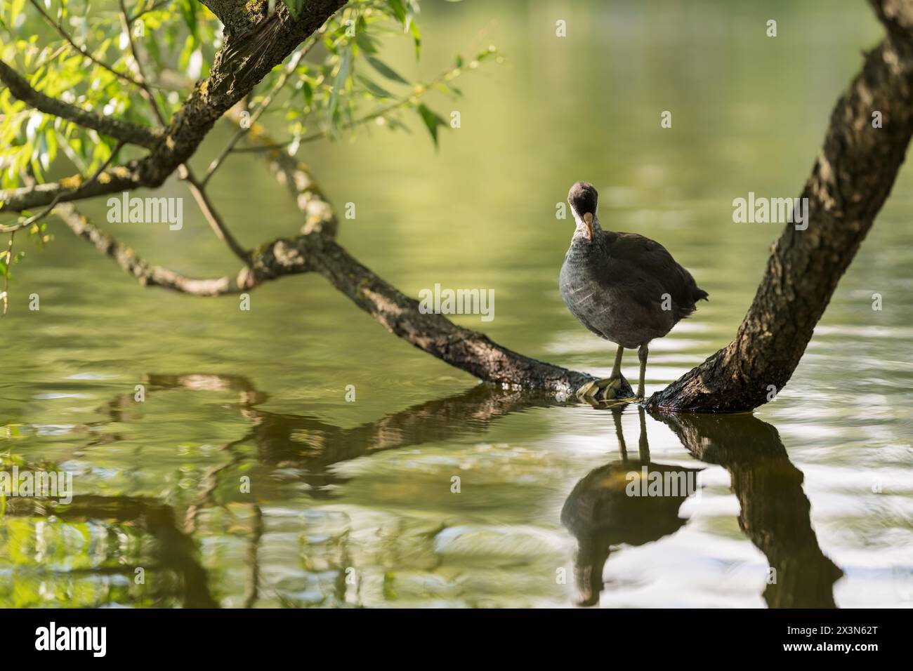 Young coot bird on a tree branch in water, shallow focus Stock Photo ...