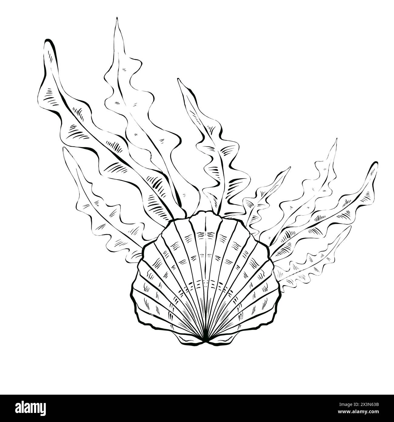 Seashells and seaweed bunch. Hand drawn illustration, graphic set ...