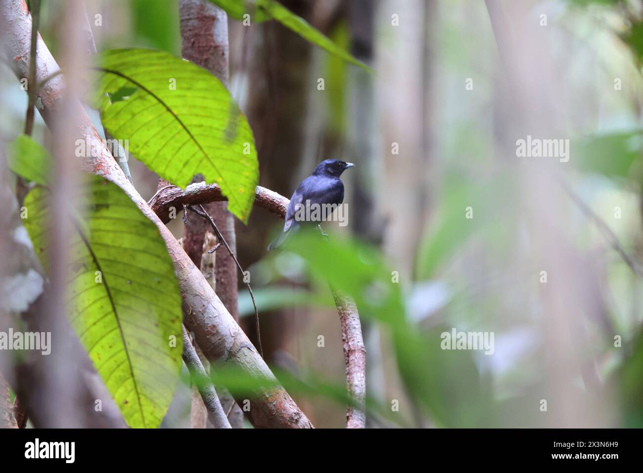 The black manakin (Xenopipo atronitens) is a species of bird in the ...