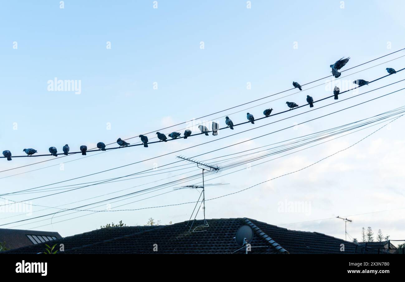 Birds resting on power lines hi-res stock photography and images - Alamy