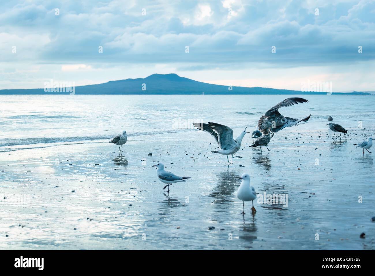 Seagulls fighting on the beach. Rangitoto Island in the background ...