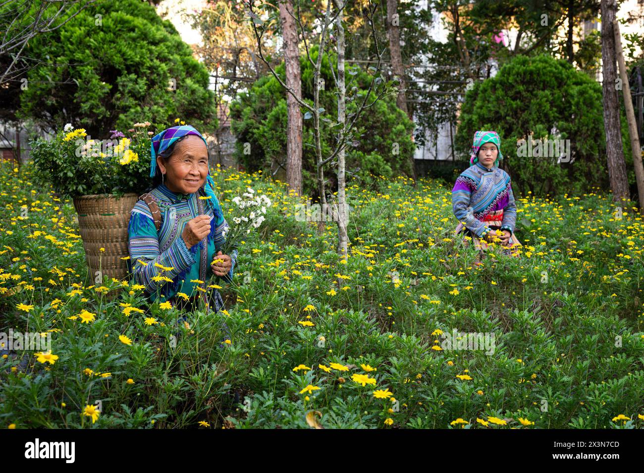 Flower Hmong women picking flowers in the grounds of the Hmong Kings ...