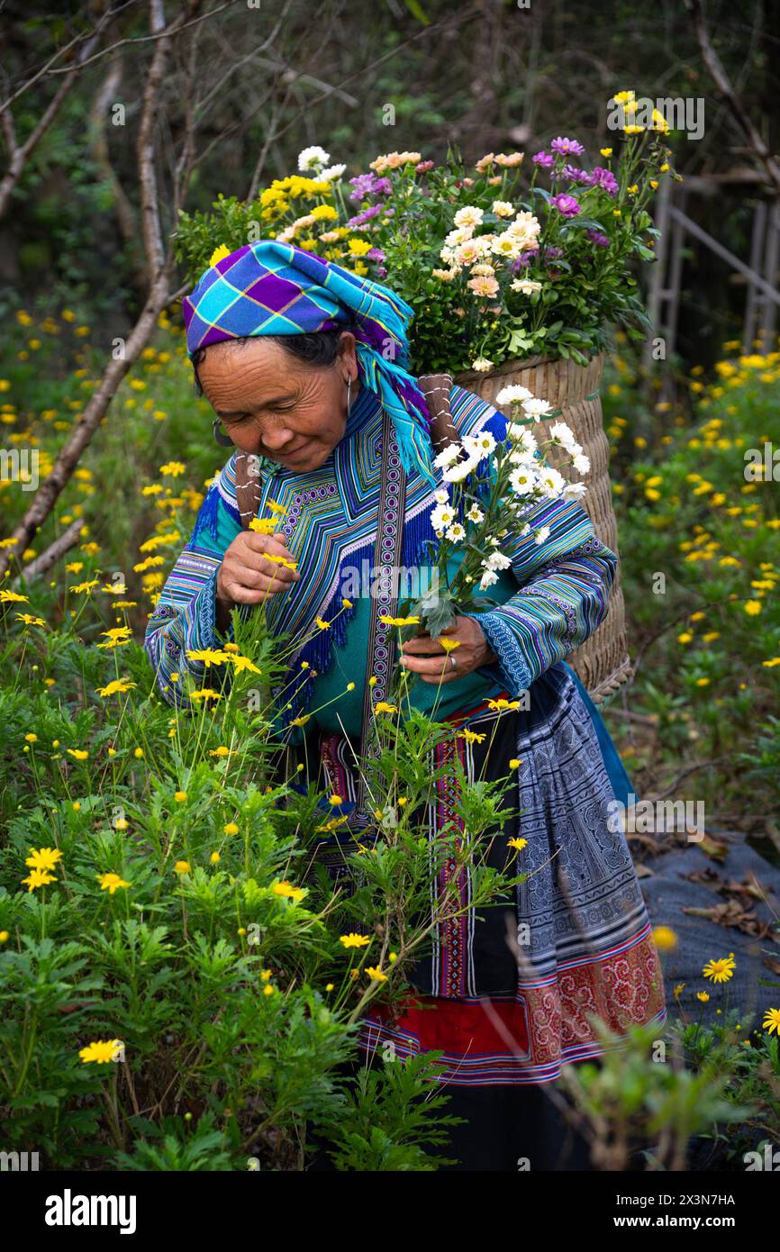 Flower Hmong woman picking flowers in the grounds of the Hmong Kings ...