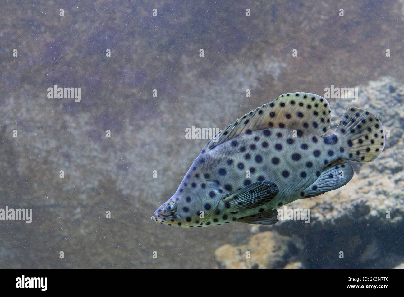 Grouper fish great barrier reef hi-res stock photography and images - Alamy