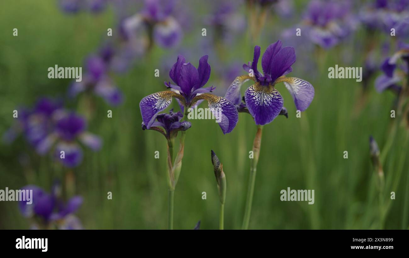 Violet iris flowers in wind hi-res stock photography and images - Alamy
