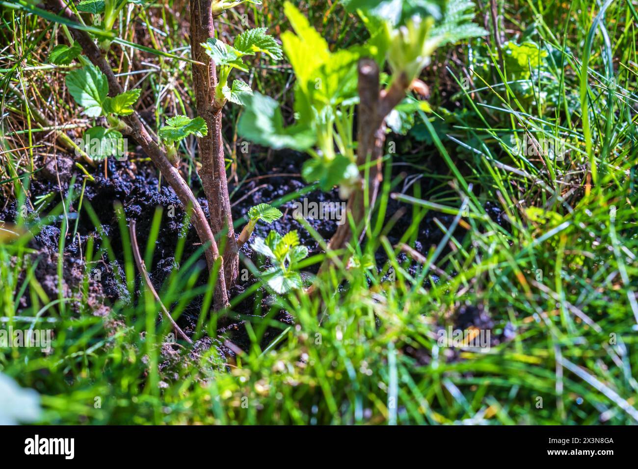 Young spring currant bush seedling plant in the ground Stock Photo - Alamy