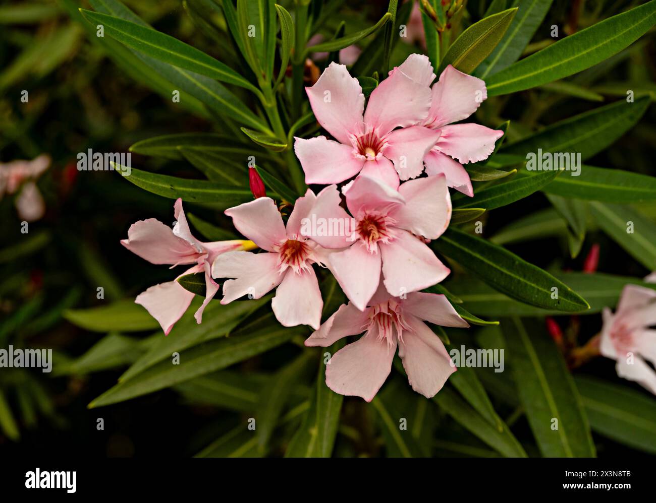 Close up of Nerium oleander Stock Photo - Alamy