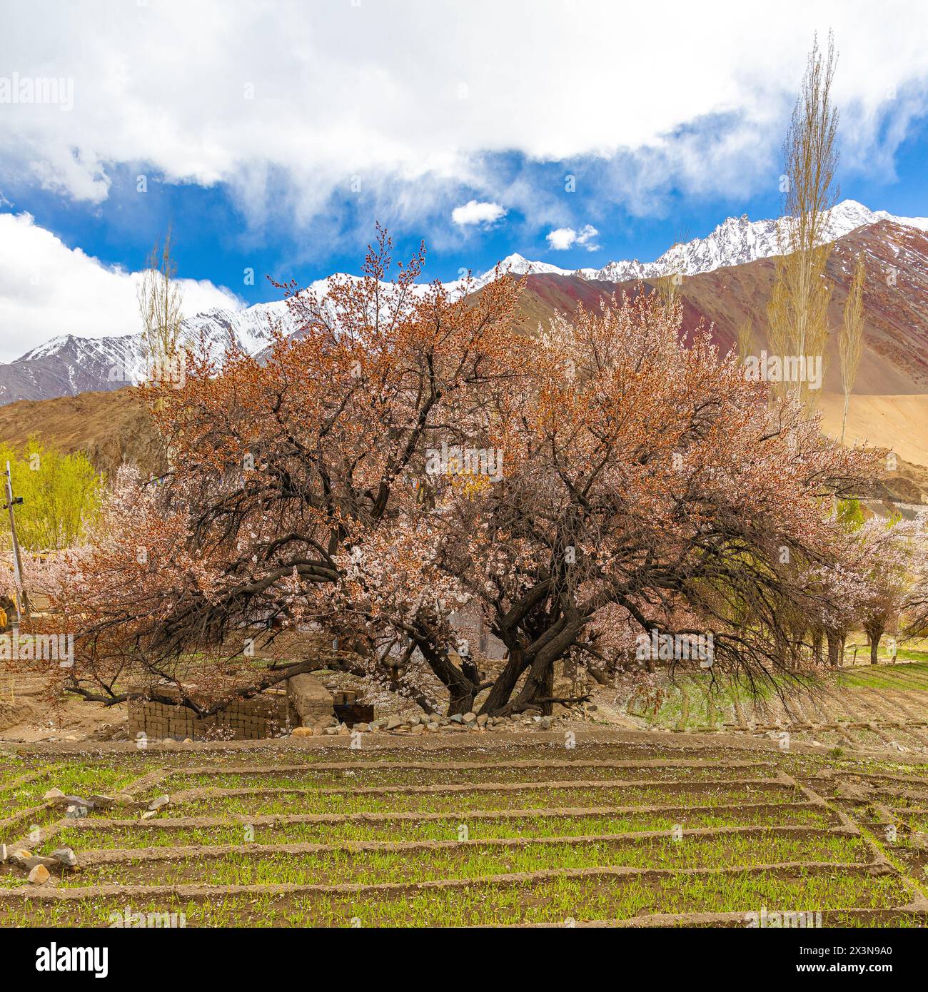 A fully grown apricot fruit tree in full bloom with green fields in the ...