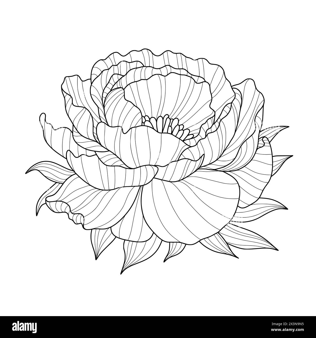 Peony Design Outline