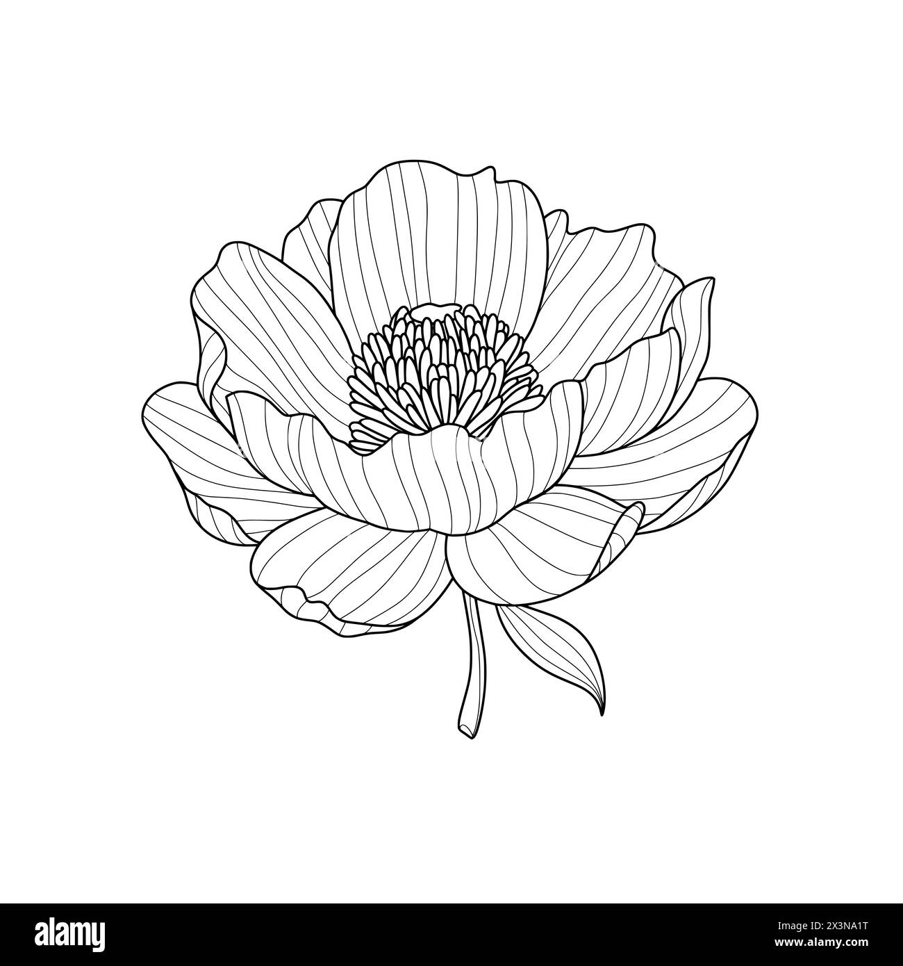 Black line drawing of stylized peony flower on white background. Vector ...