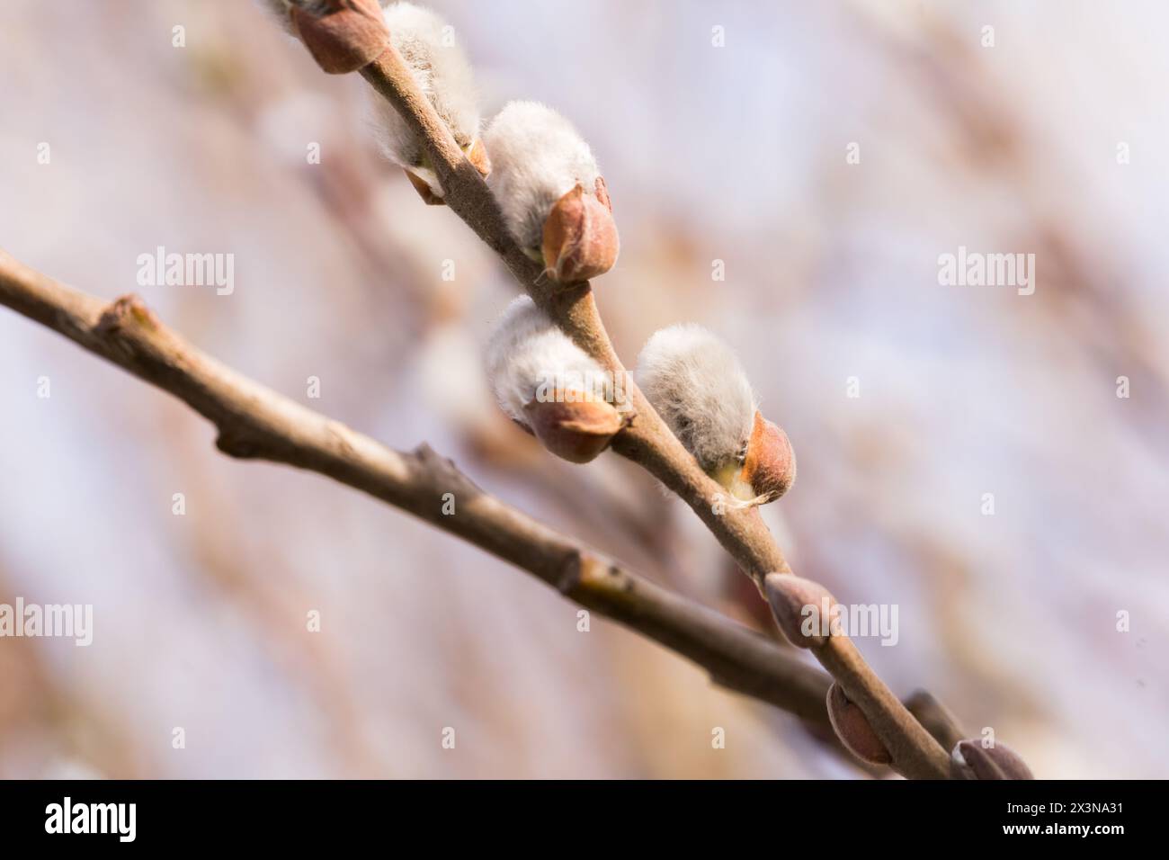 Willow in spring fluffy plants hi-res stock photography and images - Alamy