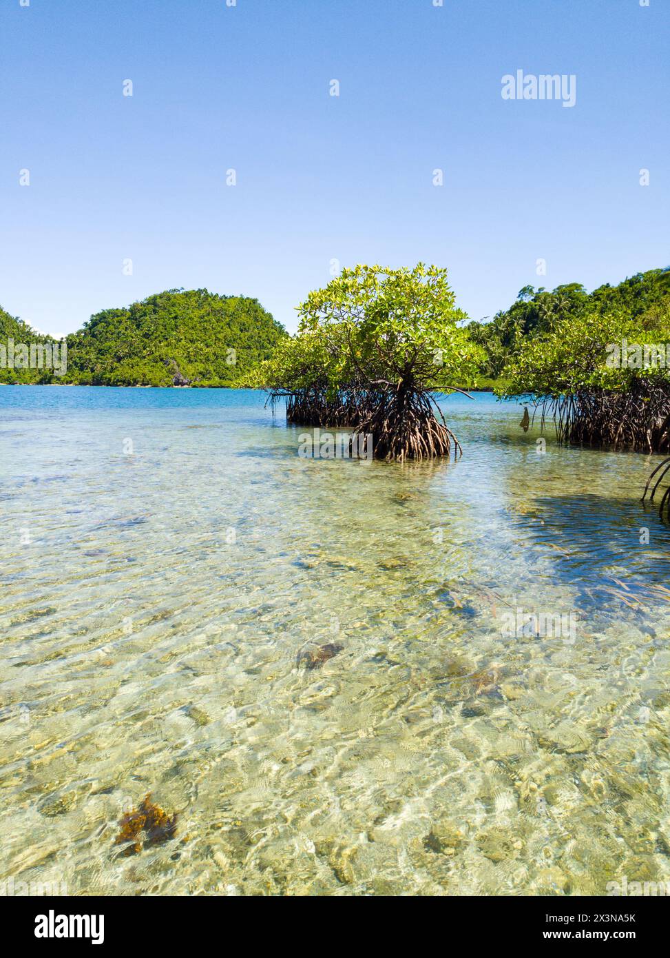 Tropical Island with mangroves and clear ocean water. Tinago Island ...