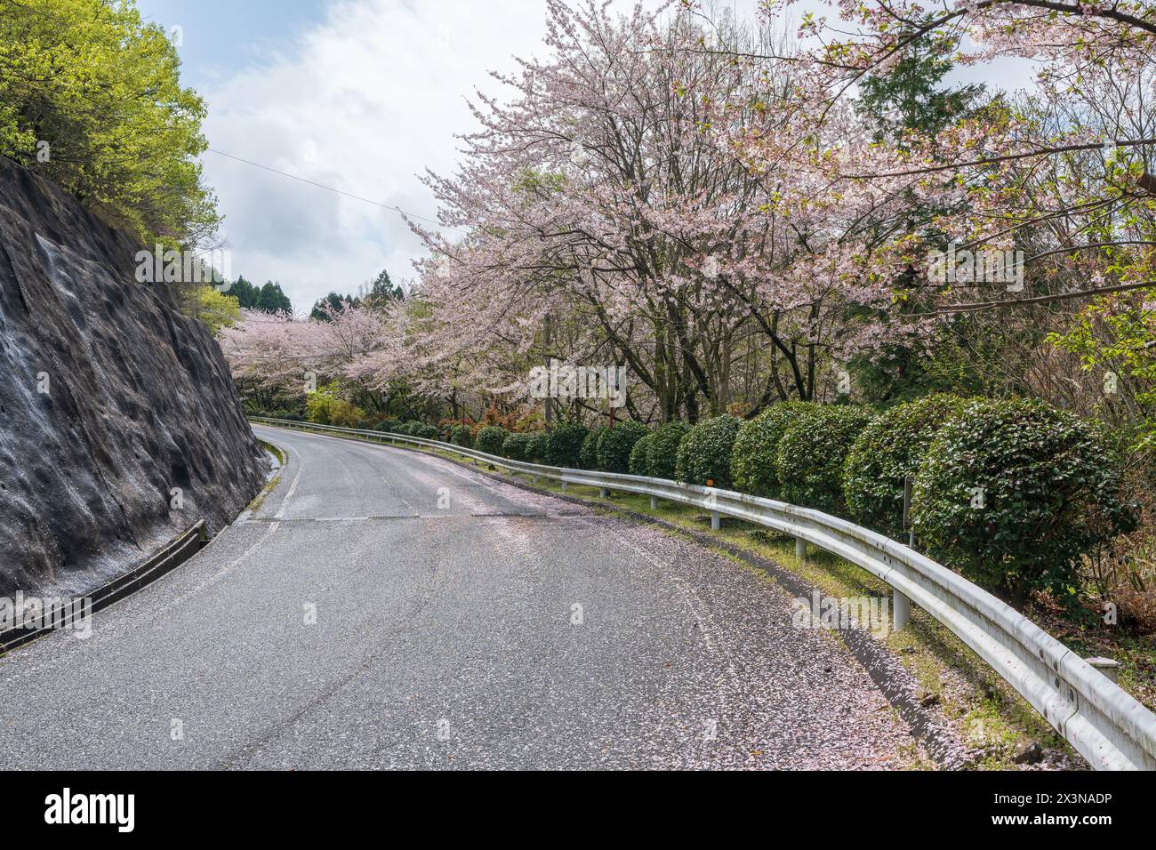 Road to go to Asahiyama Shinrin Park ( Mt. Asahi Forest Park ). Cherry ...