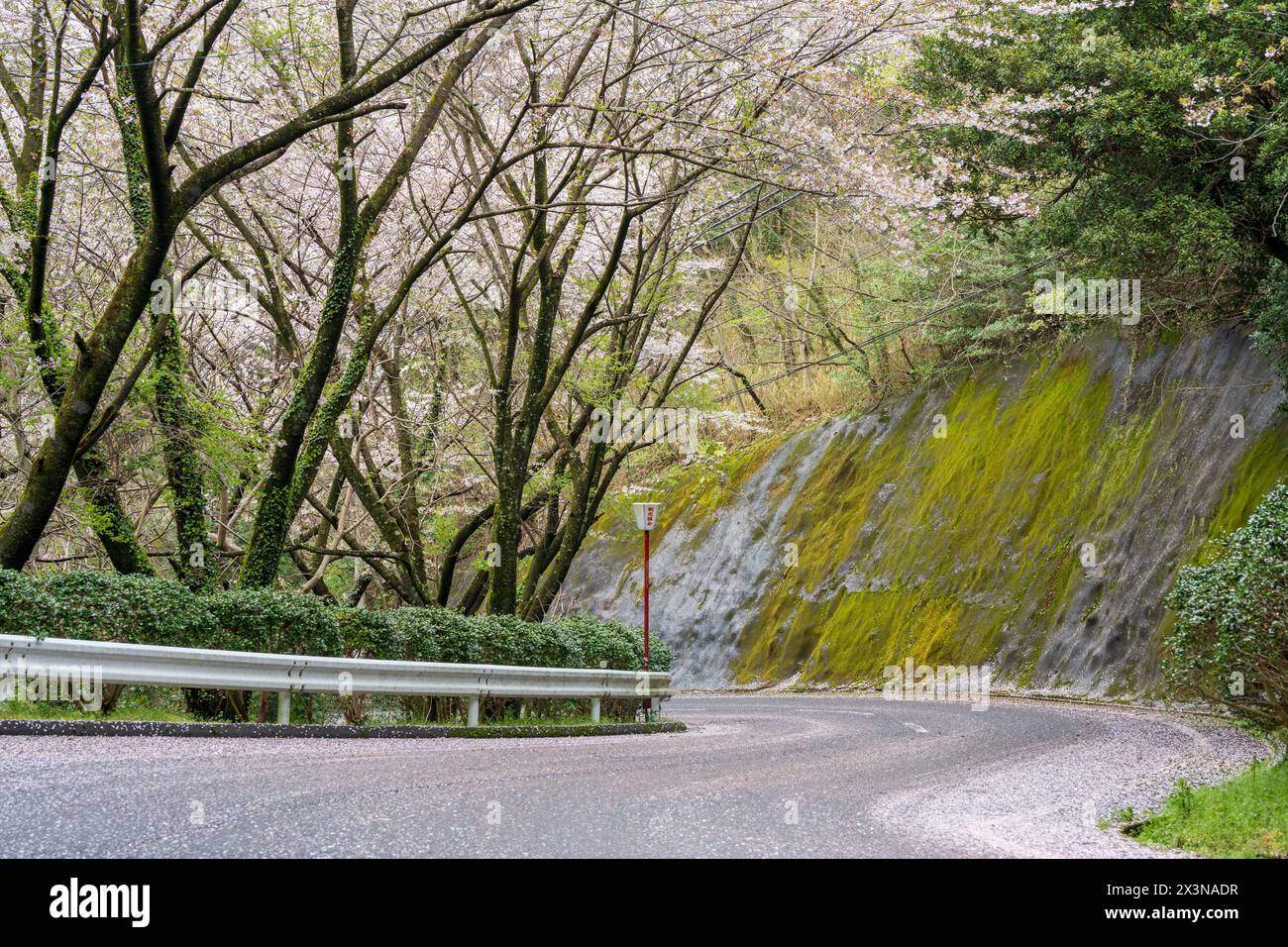 Road to go to Asahiyama Shinrin Park ( Mt. Asahi Forest Park ). Cherry ...