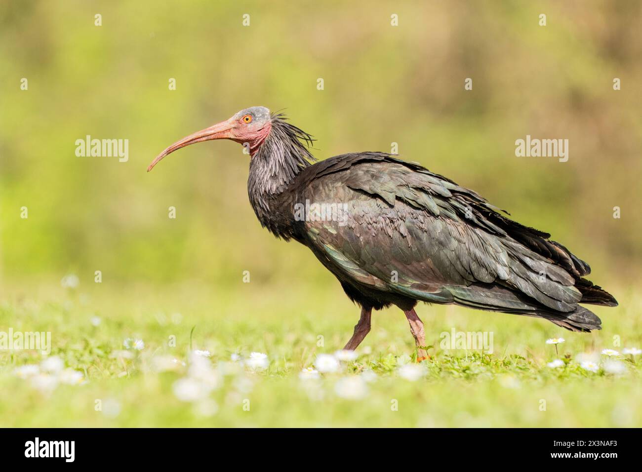 Portrait northern bald ibis hi-res stock photography and images - Alamy