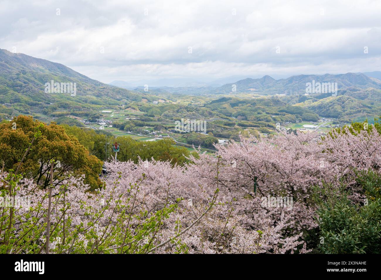 Cherry blossoms in full bloom in Asahiyama Shinrin Park ( Mt. Asahi ...