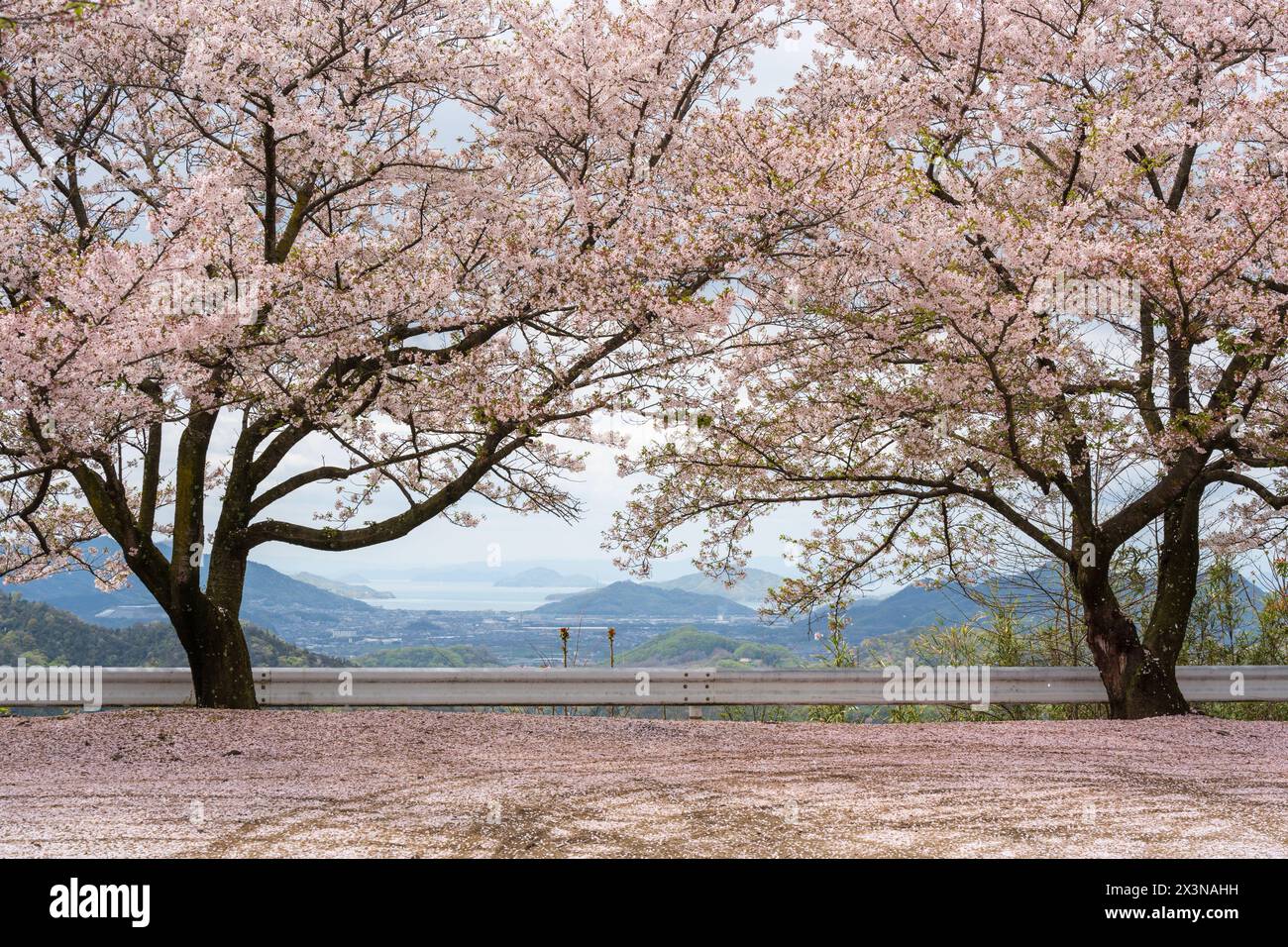 Cherry blossoms in full bloom in Asahiyama Shinrin Park ( Mt. Asahi ...