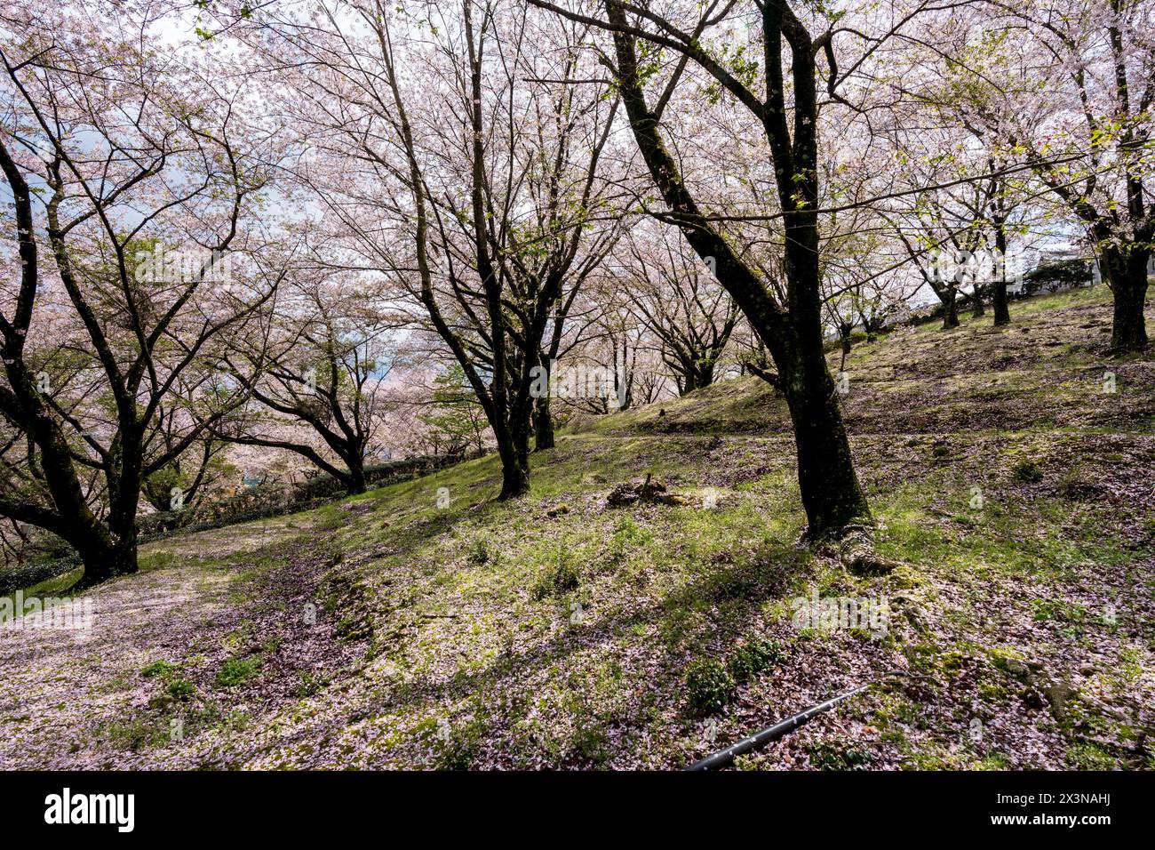 Cherry blossoms in full bloom in Asahiyama Shinrin Park ( Mt. Asahi ...