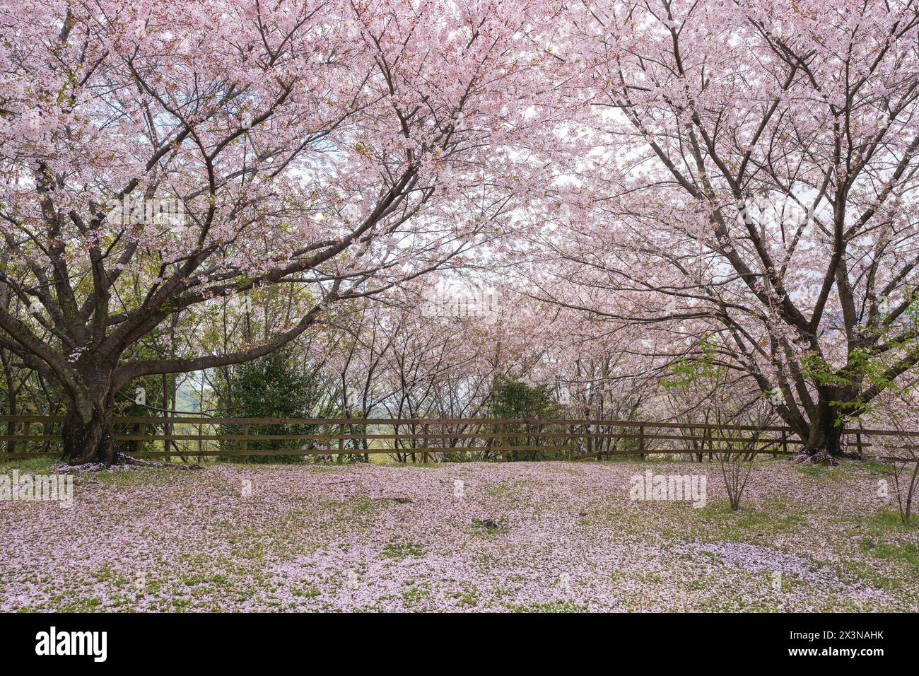 Cherry blossoms in full bloom in Asahiyama Shinrin Park ( Mt. Asahi ...