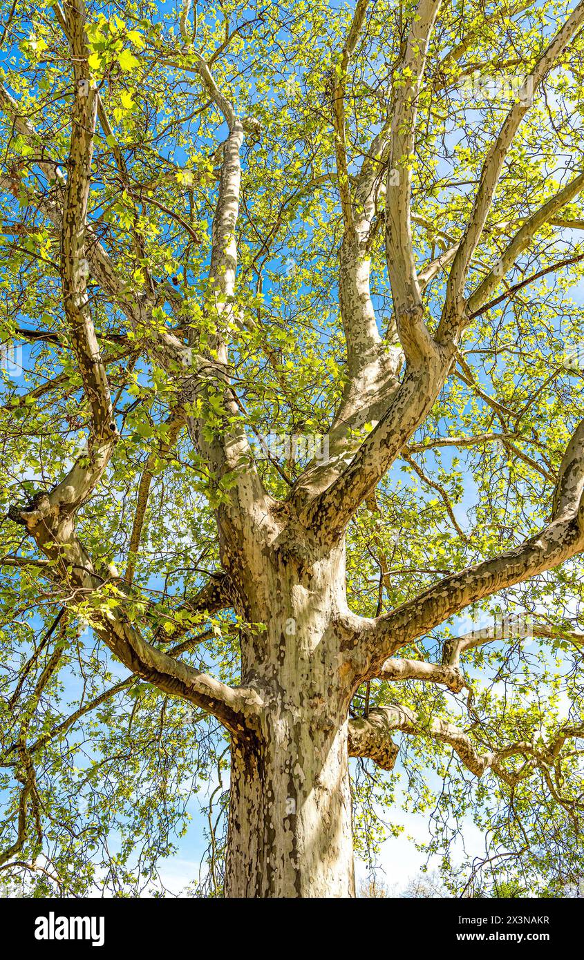 A beautiful old big tree in public park on springtime Stock Photo - Alamy