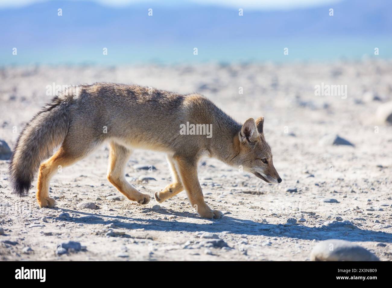 South American gray fox (Lycalopex griseus), Patagonian fox, in Patagonia mountains Stock Photo ...