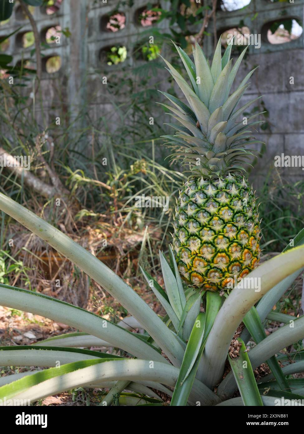 The pineapple fruit is ripe with green with orange and yellow rind on ...